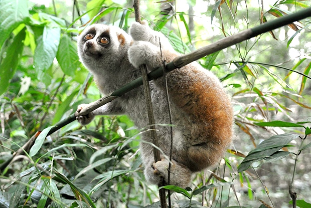 WAY KAMBAS TOUR SUMATRA TOUR